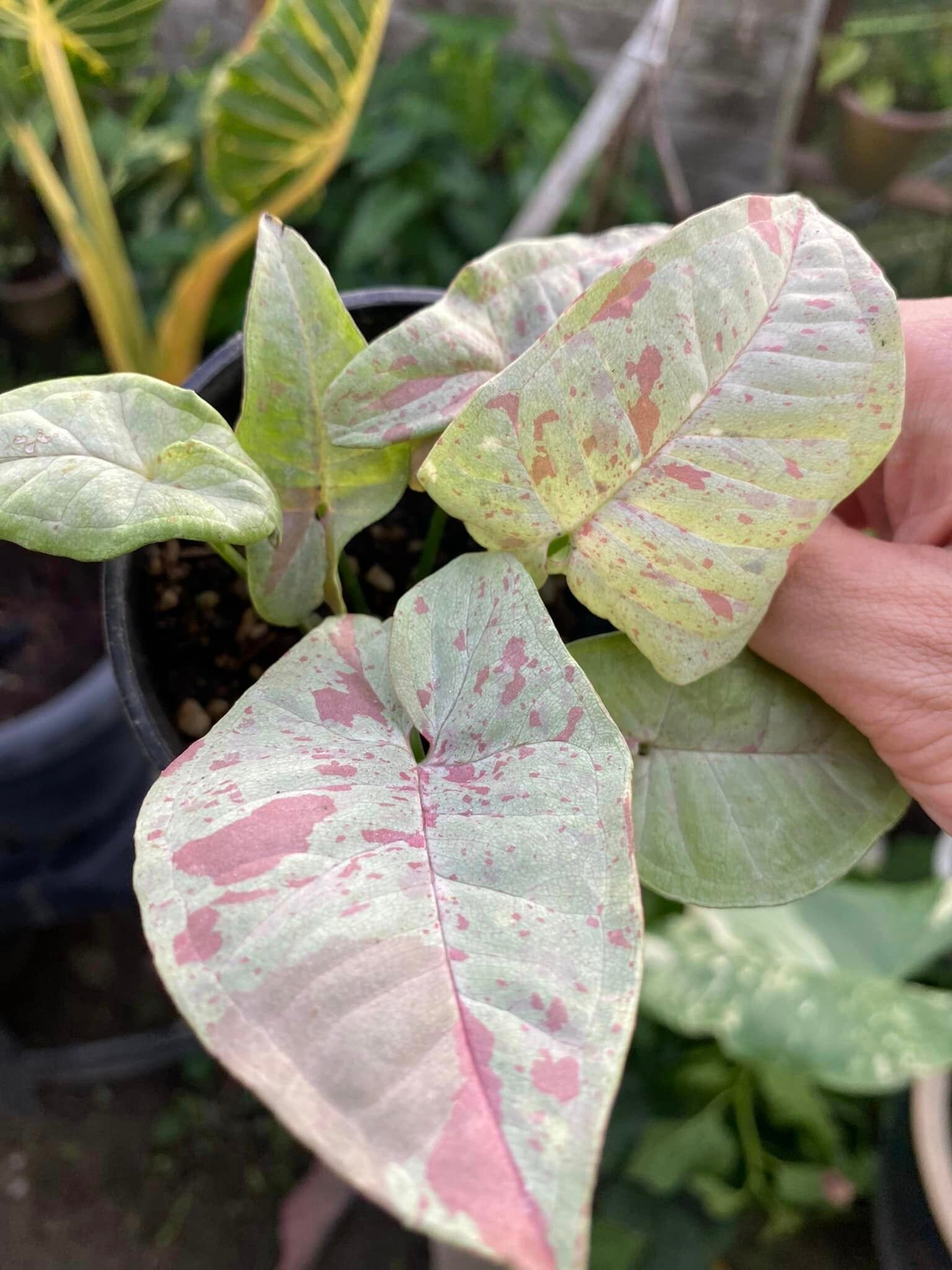 Rare Caladium Kaladie Seeds Monstra Tohum Plants Zaden Kaladie Plants ...