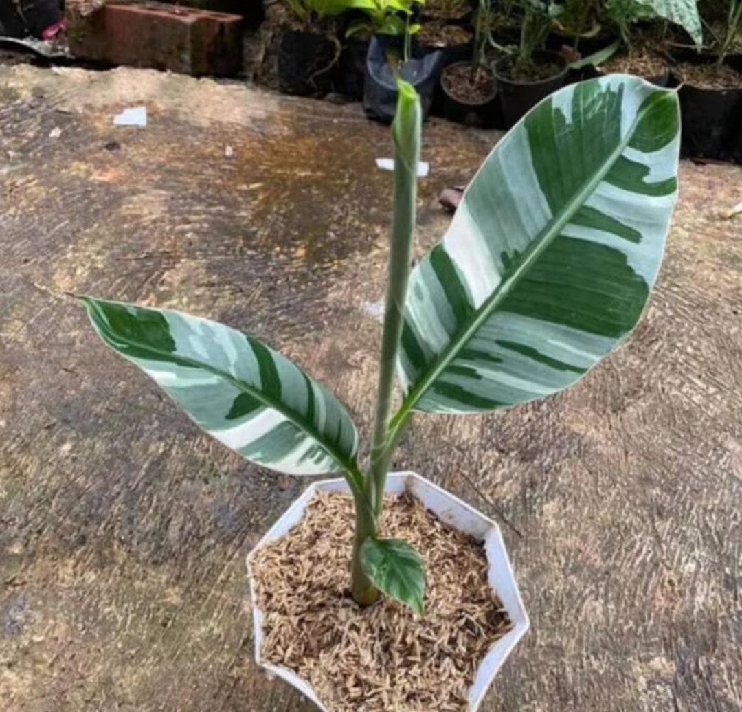 High Rare Variegated Albo Musa Banana Live Planting Rhizomes - Etsy Canada