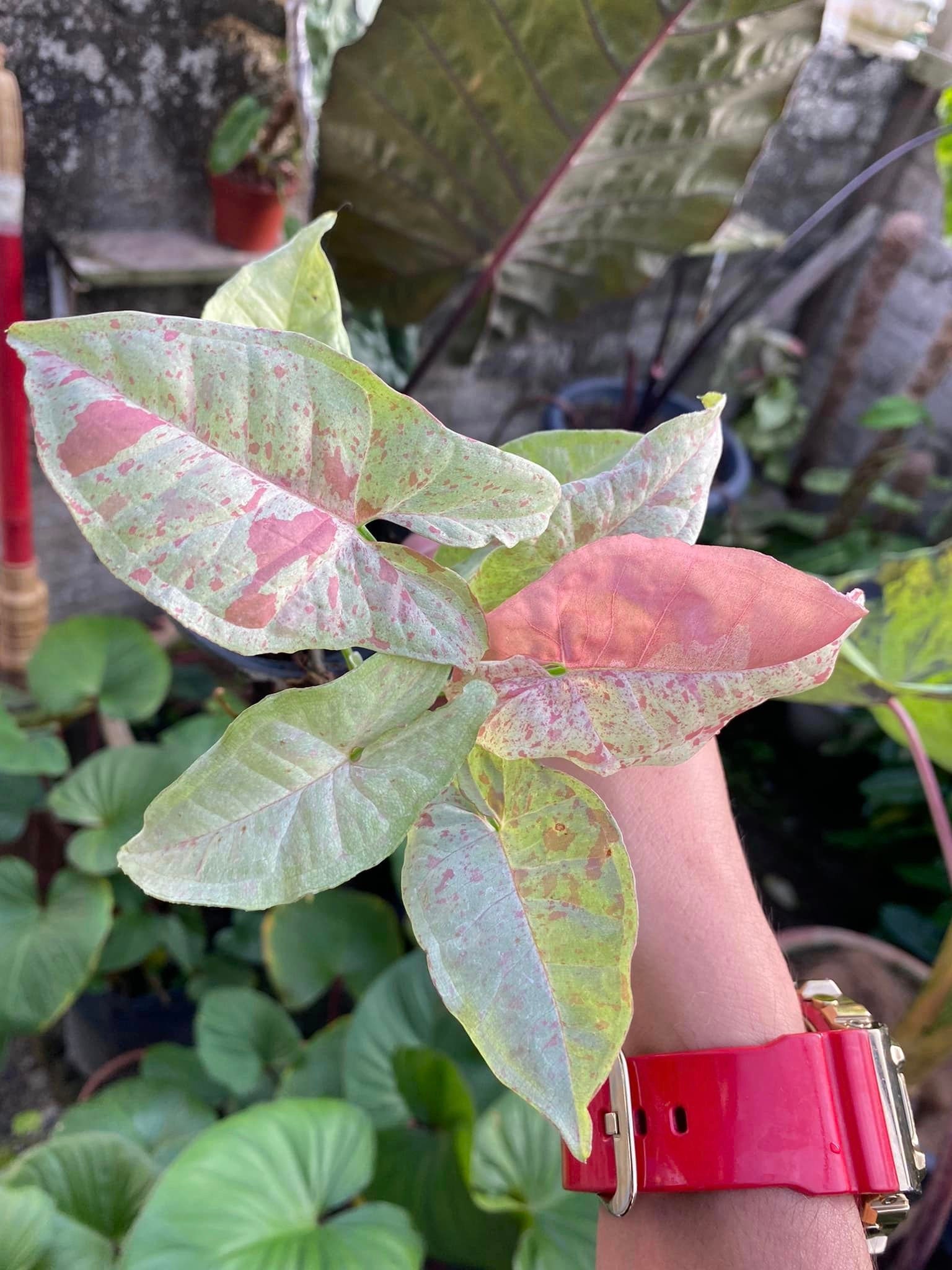 Rare Caladium Kaladie Seeds Monstra Tohum Plants Zaden Kaladie Plants ...