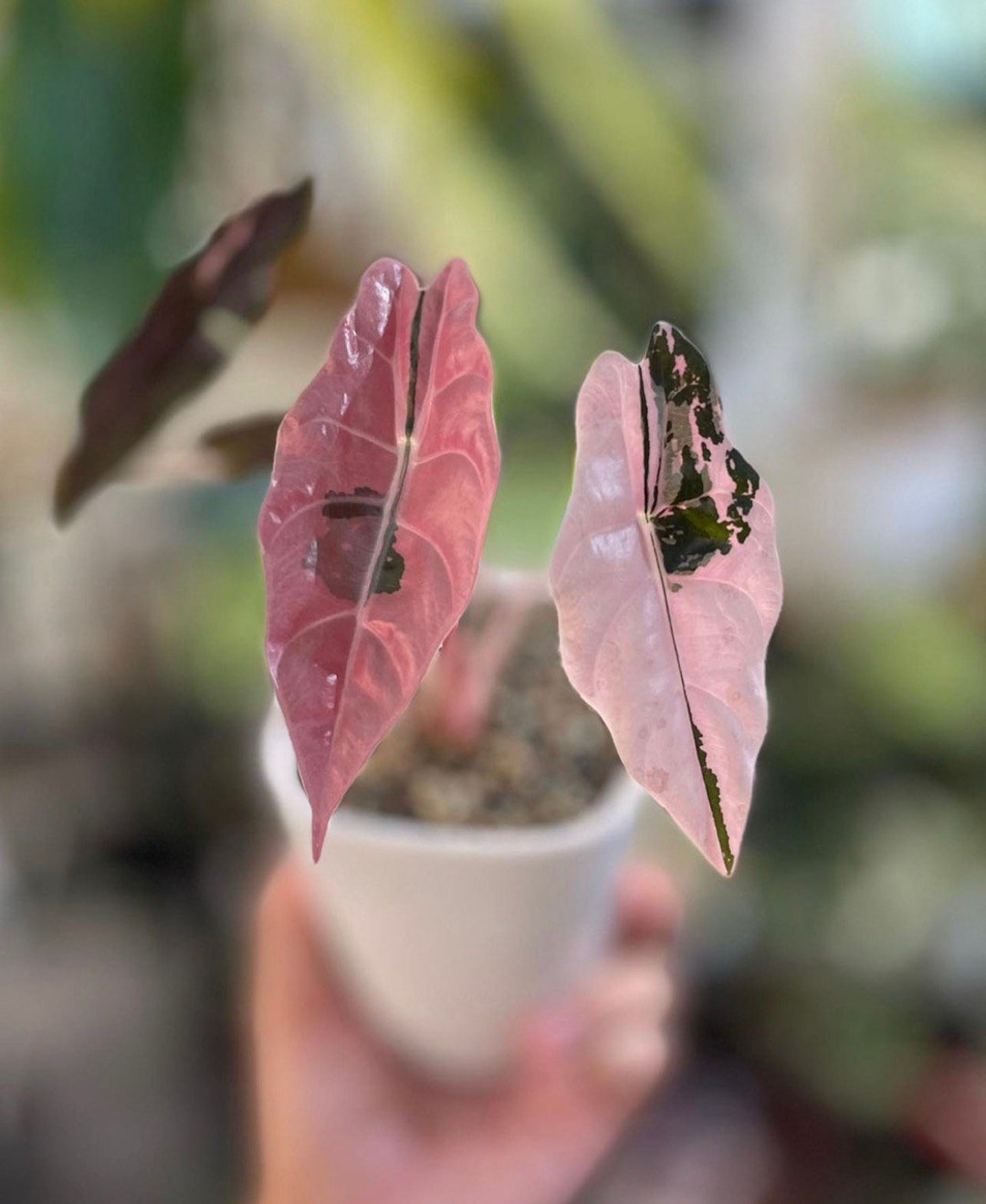 Alocasia Chantrieri Pink Variegated Rare Plant Bulbs - Etsy Singapore