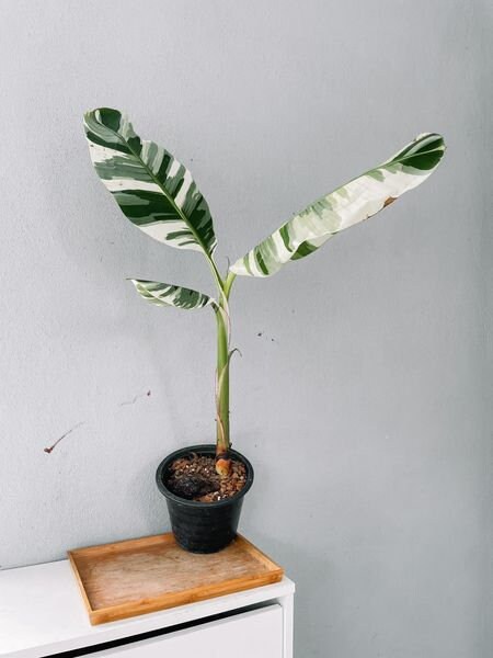 High Rare Variegated Albo Musa Banana Live Planting Rhizomes - Etsy Canada