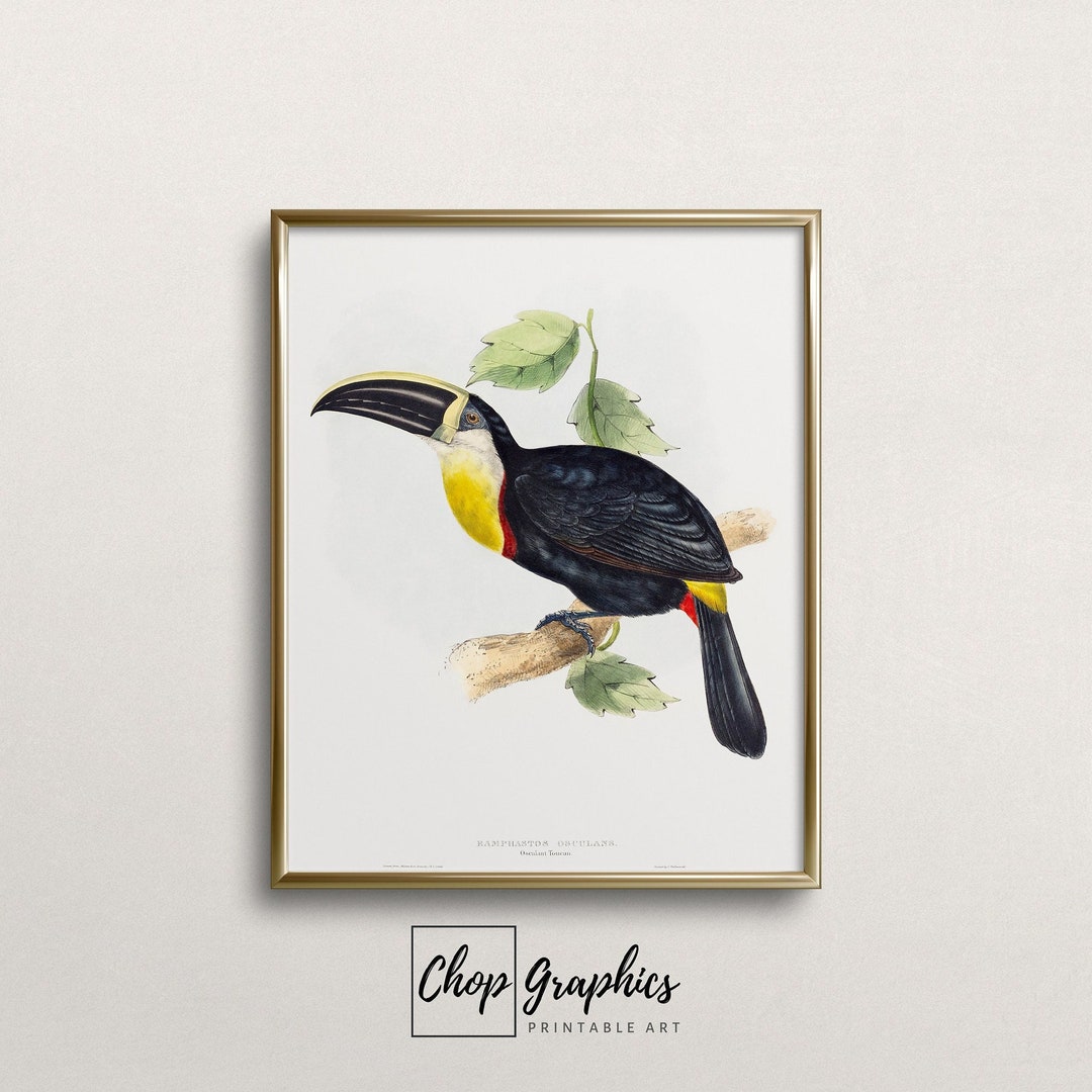 Painting of Birds | Osculant Toucan Paint Print | Vintage Print of ...