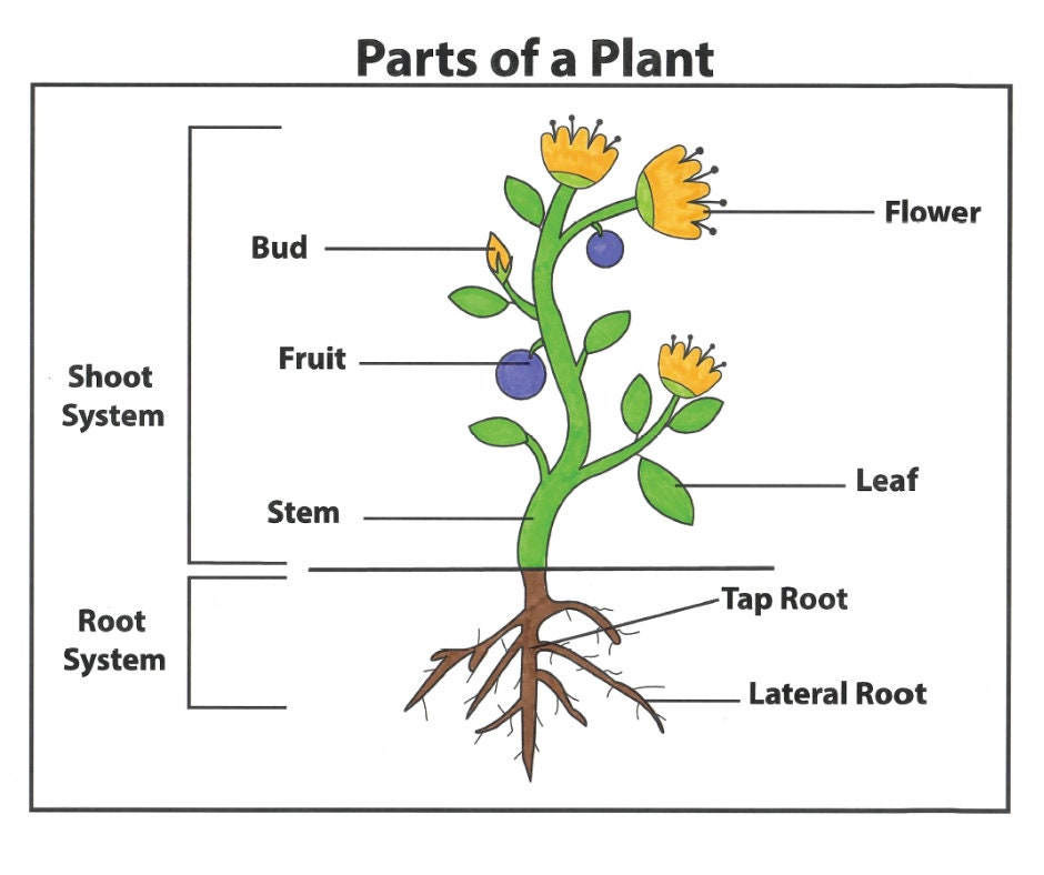 How to Draw Botany Botany Drawing Tutorials We Draw to Learn: Botany ...