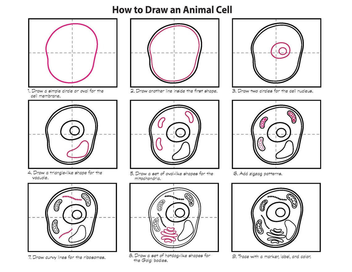 CC Cycle 1 How to Draw Science Memory Work | Classical Homeschool | CC ...