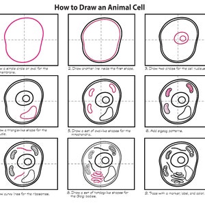 CC Cycle 1 How to Draw Science Memory Work | Classical Homeschool | CC ...