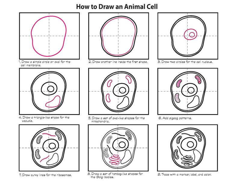 CC Cycle 1 How to Draw Science Memory Work | Classical Homeschool | CC ...