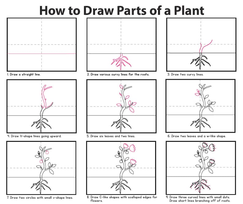 How to Draw Botany Botany Drawing Tutorials We Draw to Learn: Botany ...