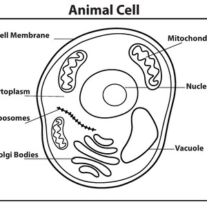 CC Cycle 1 How to Draw Science Memory Work | Classical Homeschool | CC ...