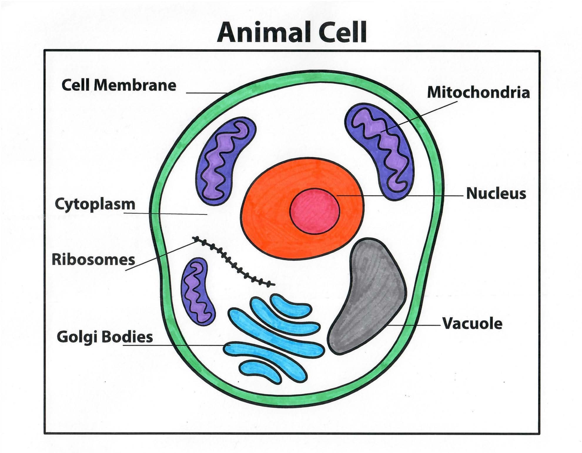 CC Cycle 1 How to Draw Science Memory Work | Classical Homeschool | CC ...