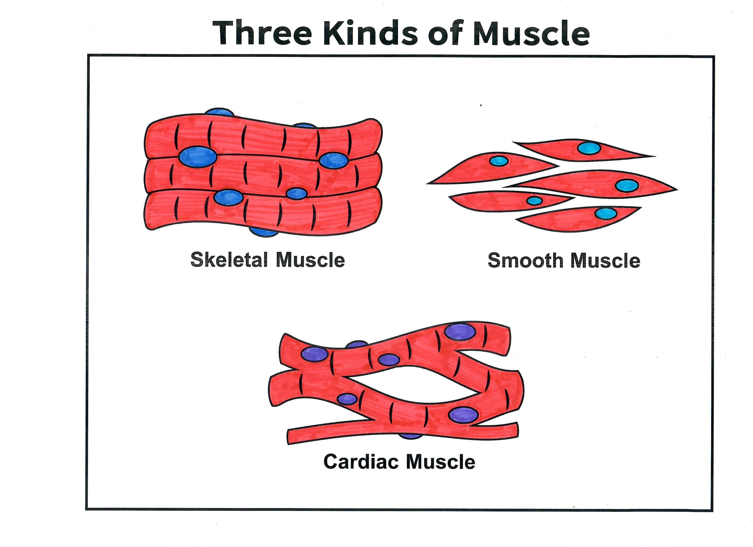CC Cycle 3 Science | How to Draw Science Memory Work Ebook | Classical ...