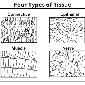 CC Cycle 3 Science | How to Draw Science Memory Work Ebook | Classical ...