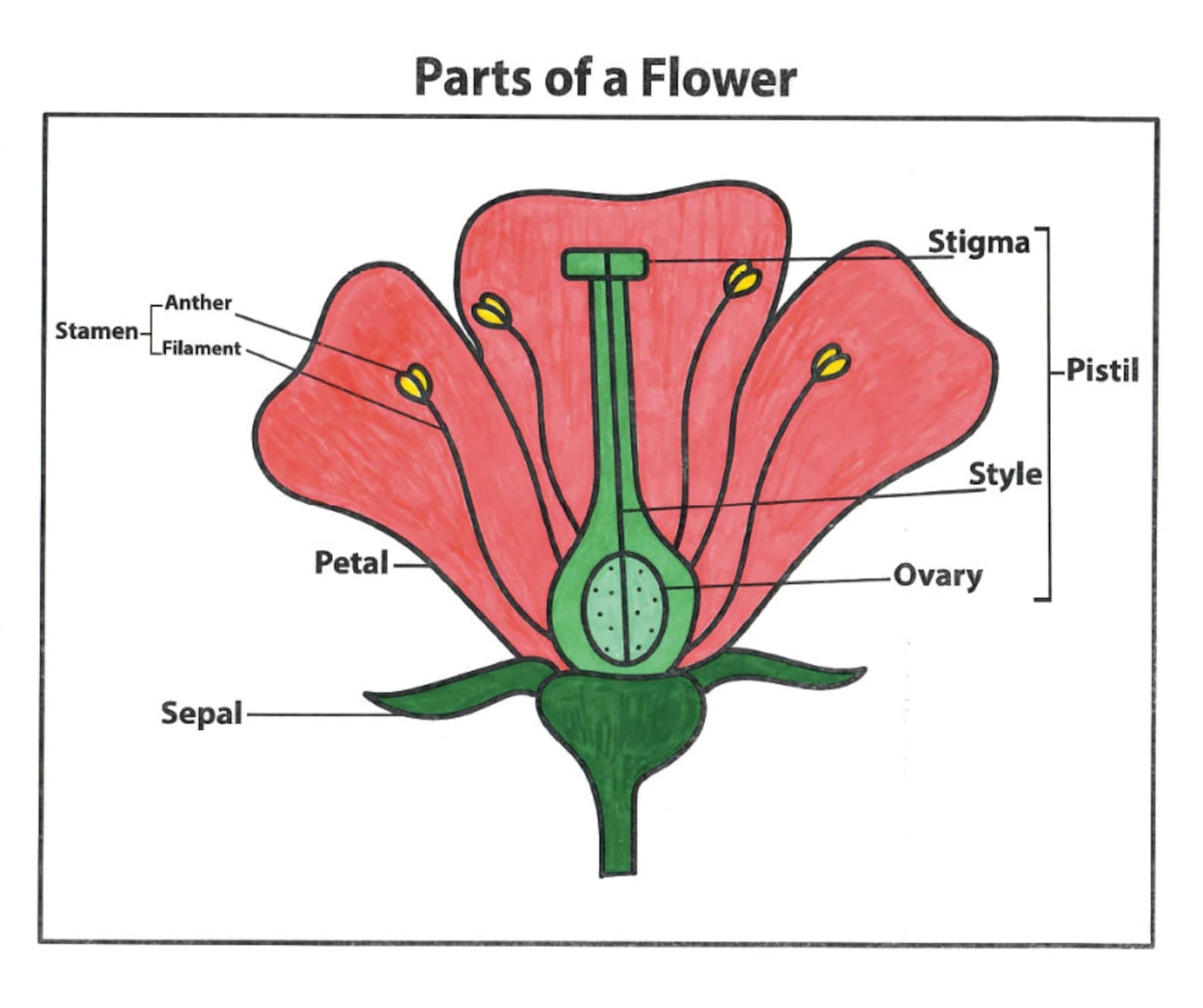 Comment dessiner la botanique - Tutoriels de dessin de botanique - Nous ...