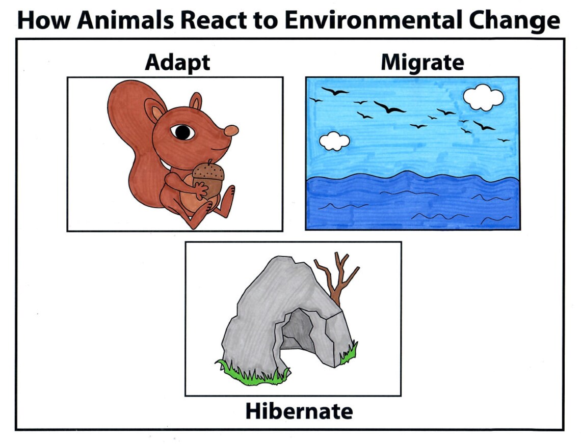 CC Cycle 2 Science How to Draw Science Memory Work Ebook Classical ...