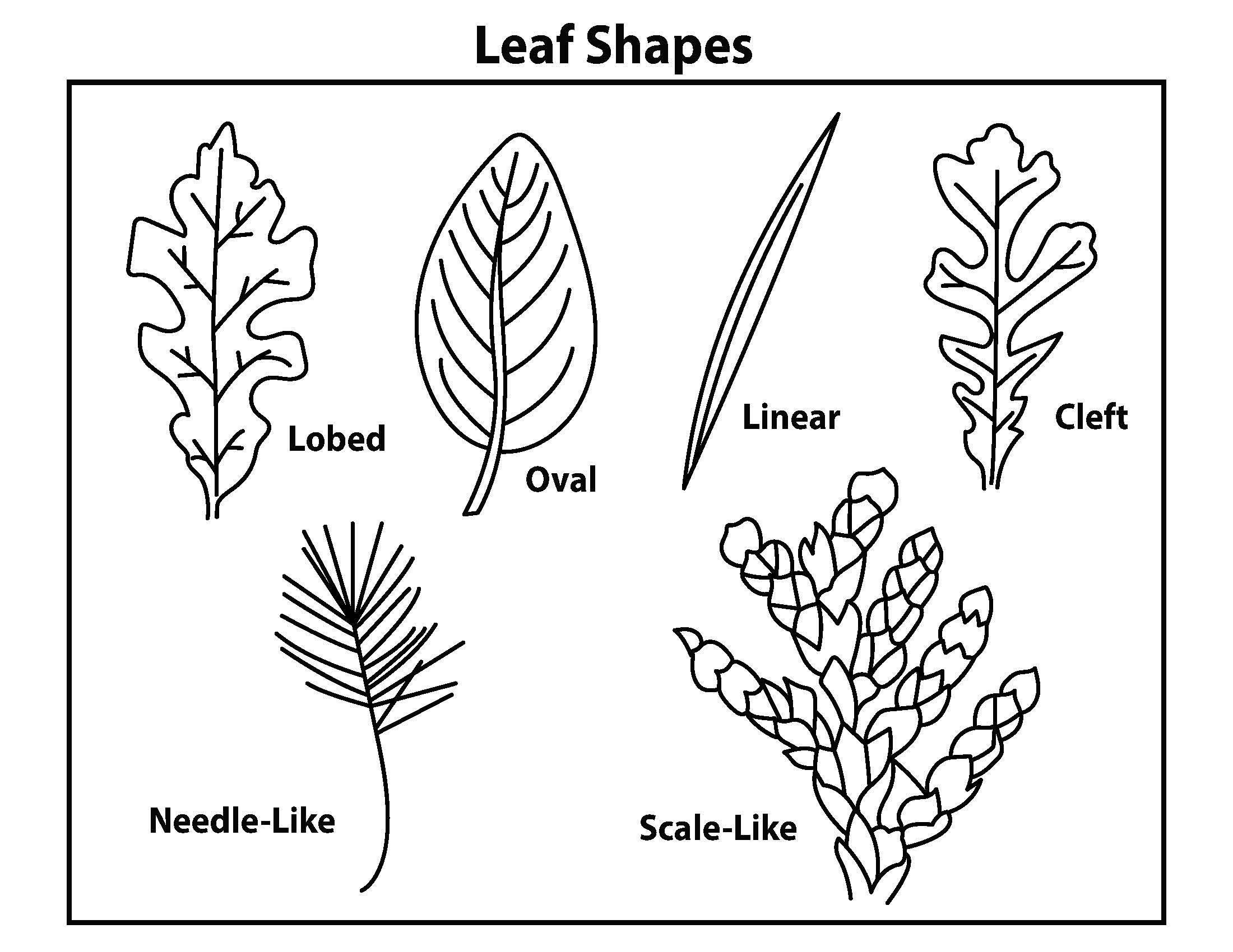 CC Cycle 1 How to Draw Science Memory Work | Classical Homeschool | CC ...