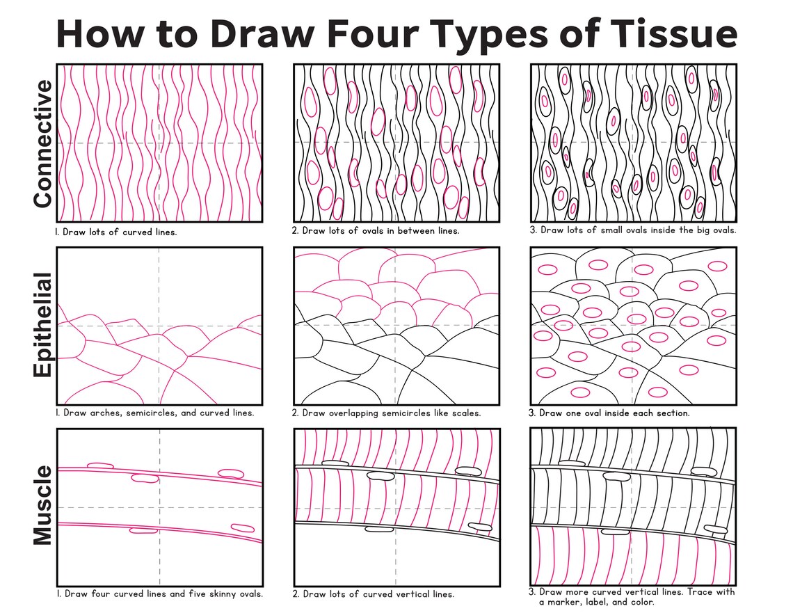 CC Cycle 3 Science How to Draw Science Memory Work Ebook Classical ...