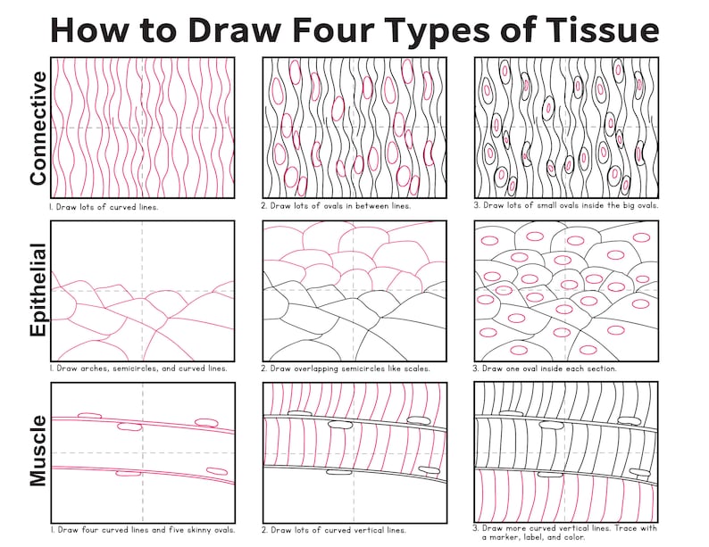 CC Cycle 3 Science | How to Draw Science Memory Work Ebook | Classical ...