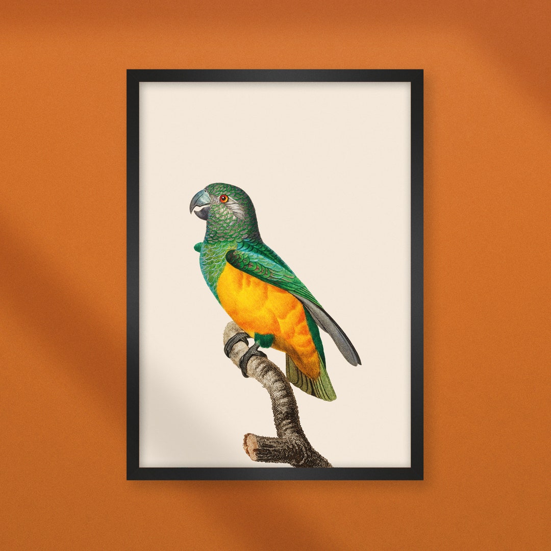 Vintage Retro Parrot Print, Parrot Print, Nature Antique Print, Nature ...