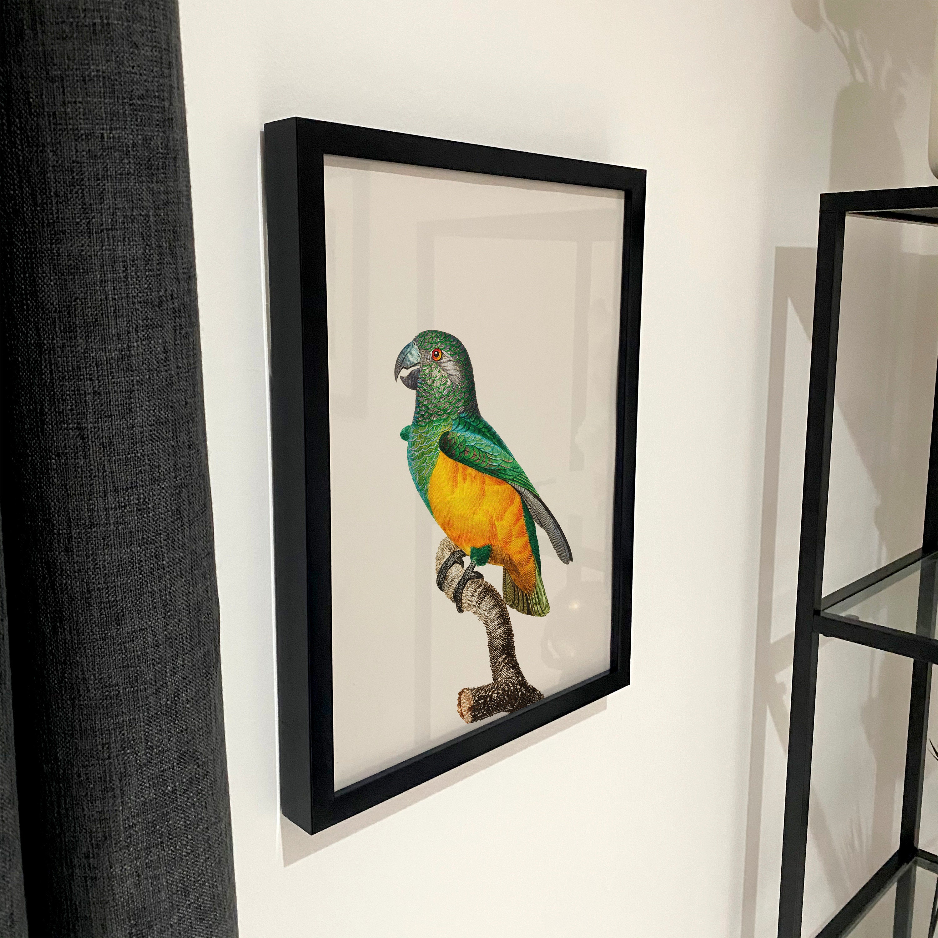 Vintage Retro Parrot Print, Parrot Print, Nature Antique Print, Nature ...