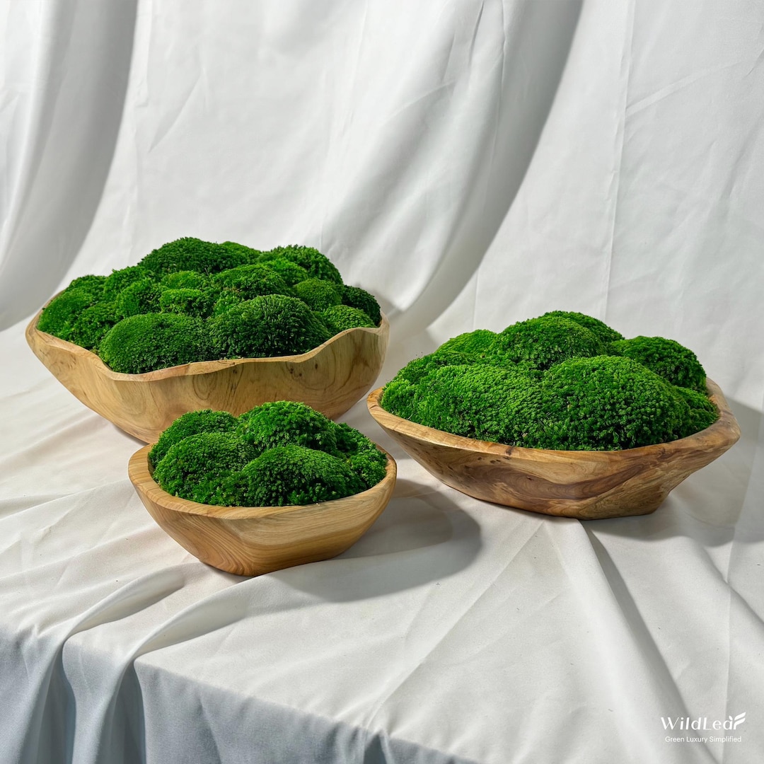 Live Edge Walnut Wood Moss Bowl: Zen Garden Centerpiece - Etsy