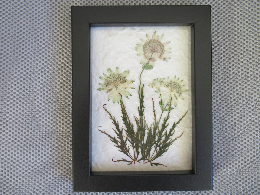 Pressed Flower Frame REAL Flower Frame Hand Made Dried Flower - Etsy UK