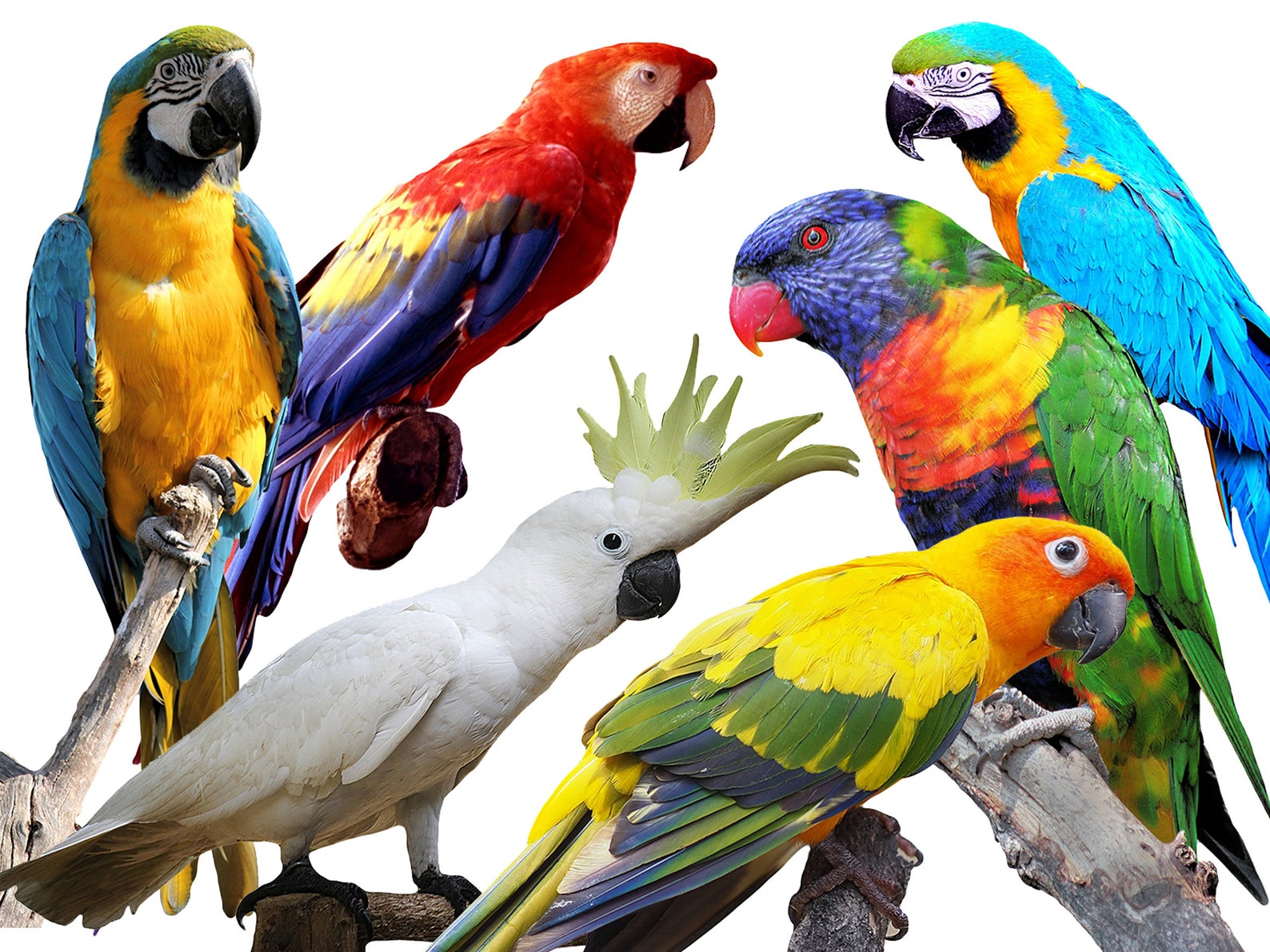 Digital Parrots: 6 Realistic Printable Birds, Ideal for Window Stickers ...