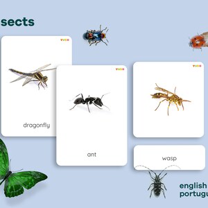 BUGS Insect Vocabulary Cards for Kids, Bug Identification Printable ...