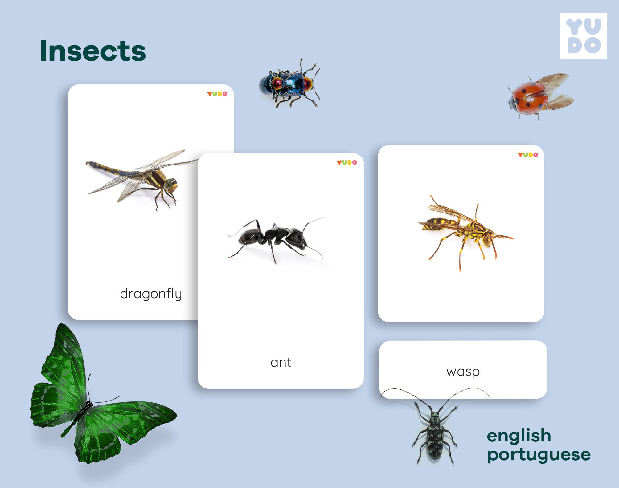 BUGS Insect Vocabulary Cards for Kids, Bug Identification Printable ...