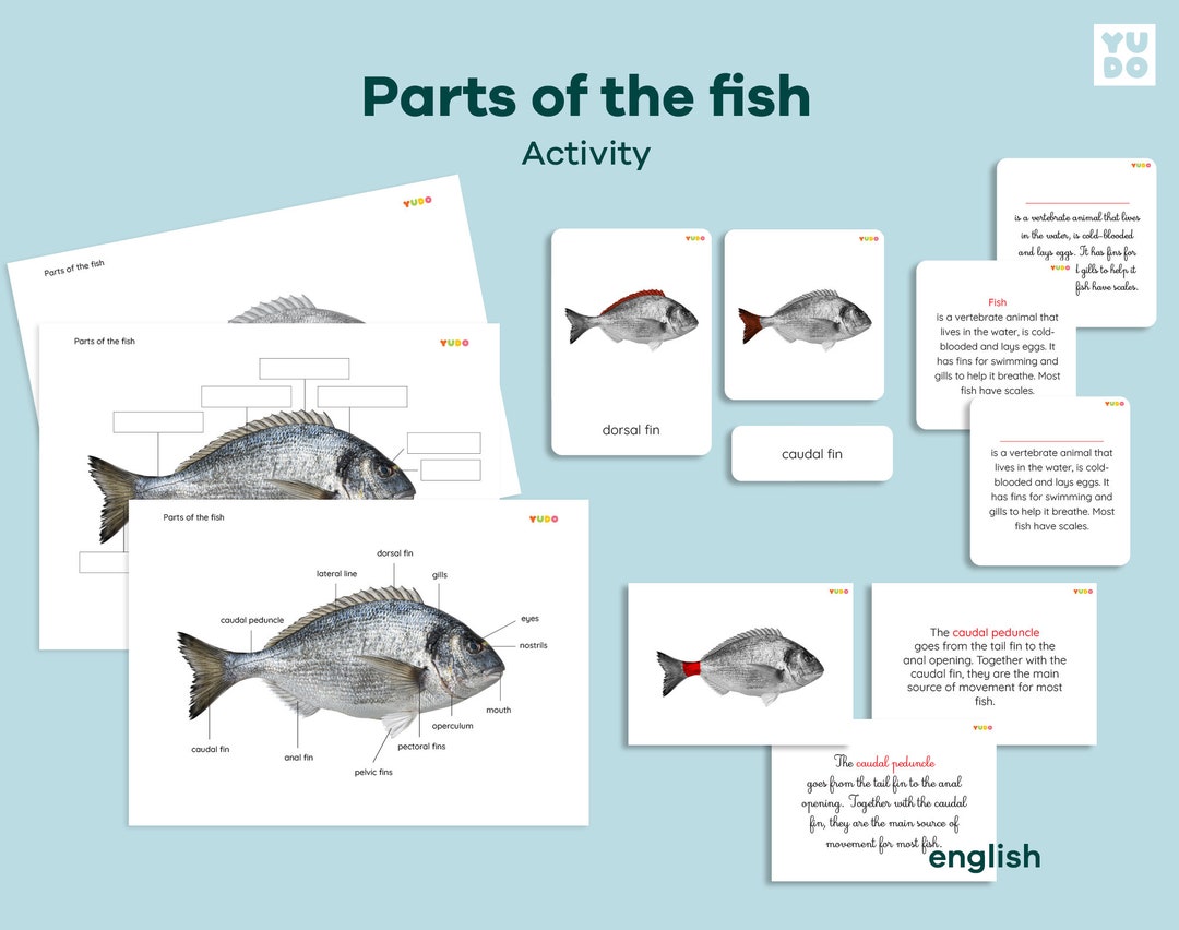 FISH PARTS Unit Study 3 Part Cards, Fish Anatomy Montessori Definition ...