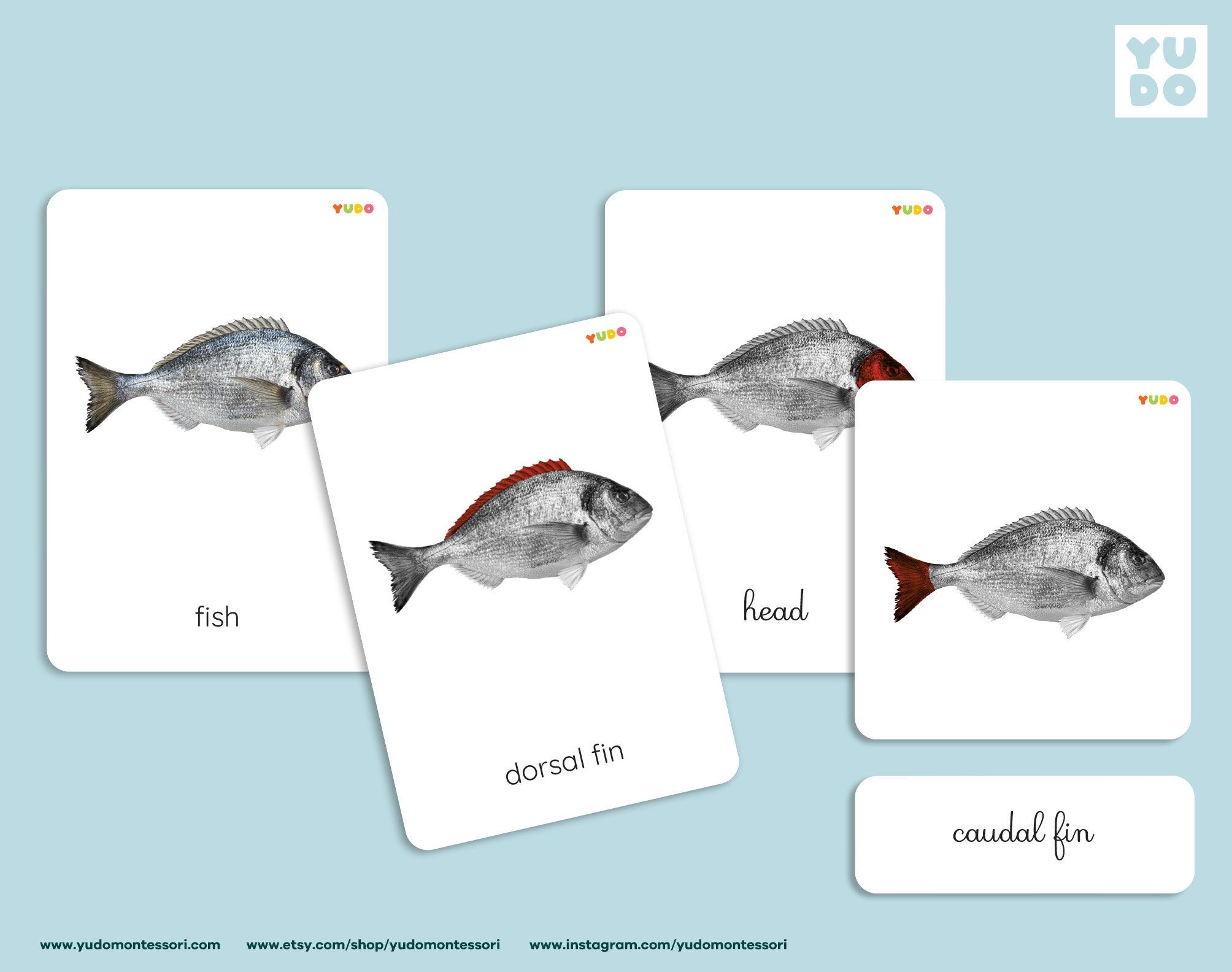 Parts of a Fish Nomenclature Book 3 Part Cards Fish Anatomy Definitions ...