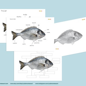 FISH PARTS Unit Study 3 Part Cards, Fish Anatomy Montessori Definition ...