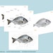 FISH PARTS Unit Study 3 Part Cards, Fish Anatomy Montessori Definition ...