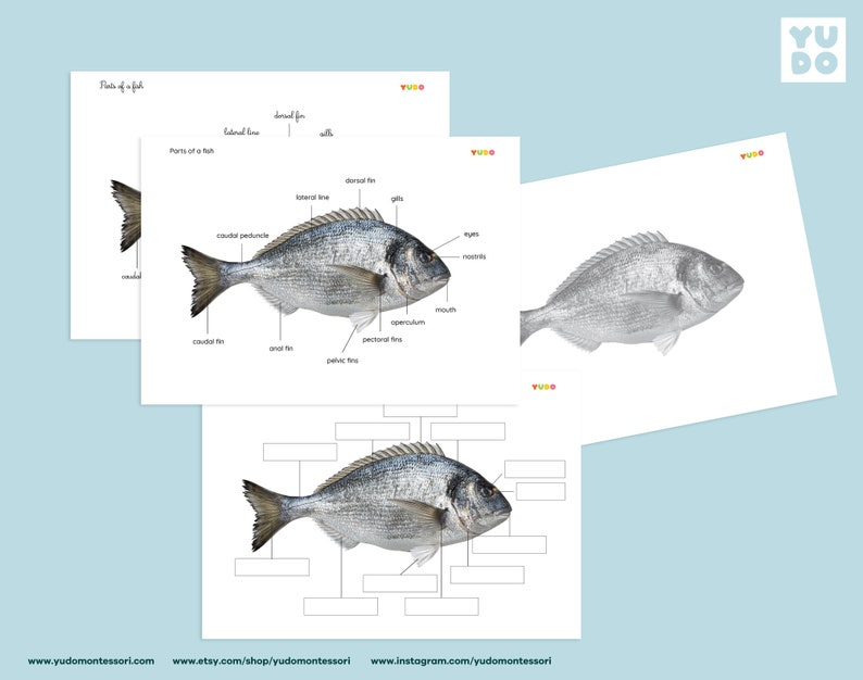 FISH PARTS Unit Study 3 Part Cards, Fish Anatomy Montessori Definition ...