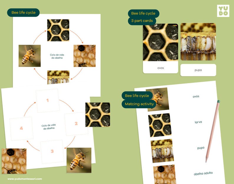 Life Cycle of a Honey Bee Pack, Bee Life Cycle Learning Activity for ...