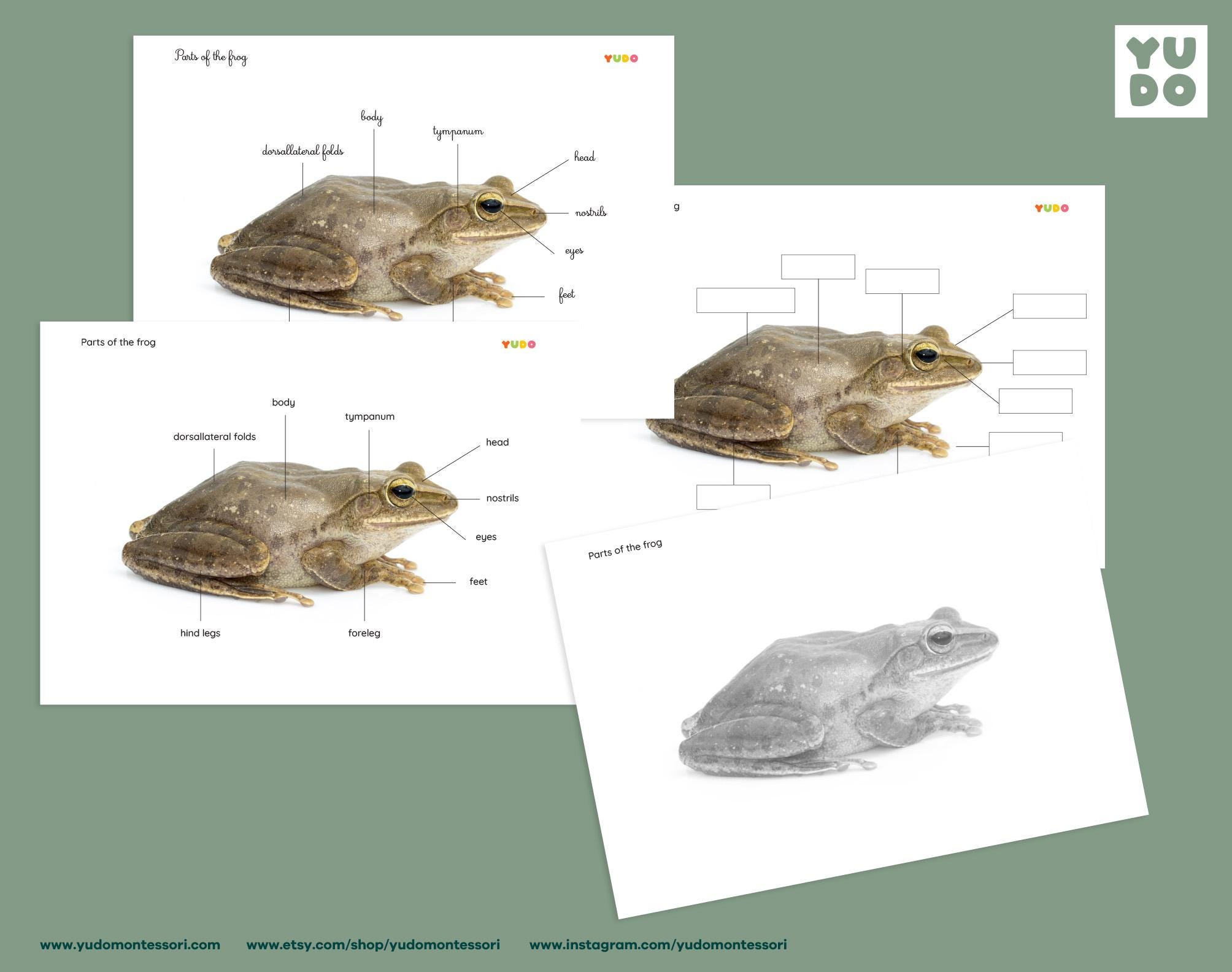 BUNDLE Part of the Frog Definition Cards and Booklet, Amphibians ...