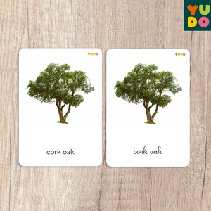 TREES Recognition Cards in Portuguese and English, Montessori Botanic ...