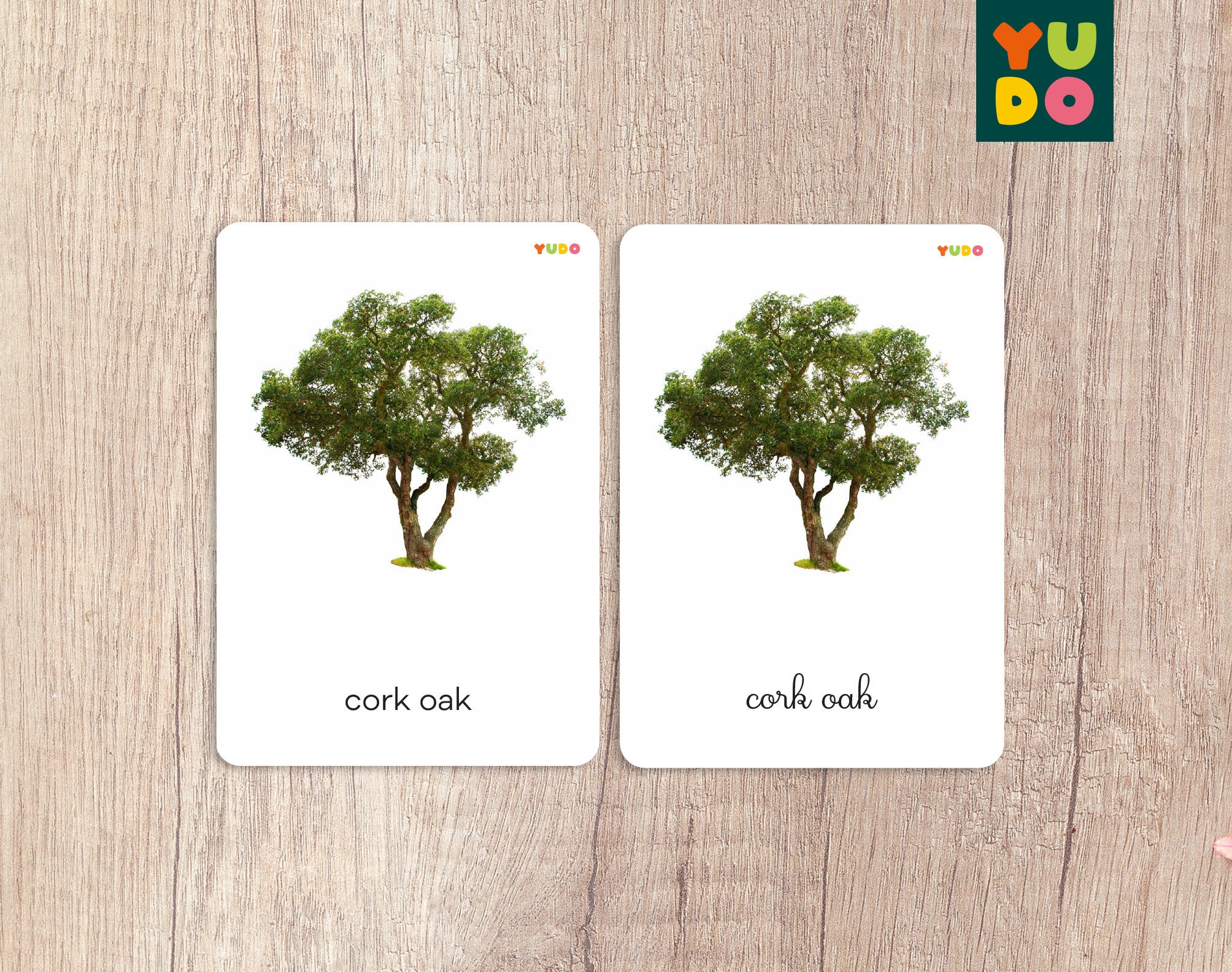 TREES Recognition Cards in Portuguese and English, Montessori Botanic ...