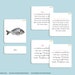 FISH PARTS Unit Study 3 Part Cards, Fish Anatomy Montessori Definition ...