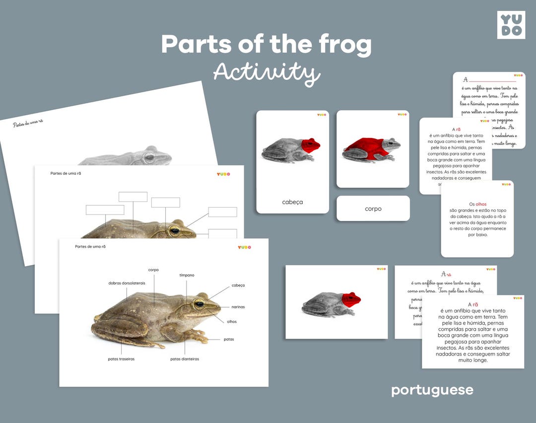 Frog Part of the Body Cards & Booklet, Amphibians Activity for Kids ...