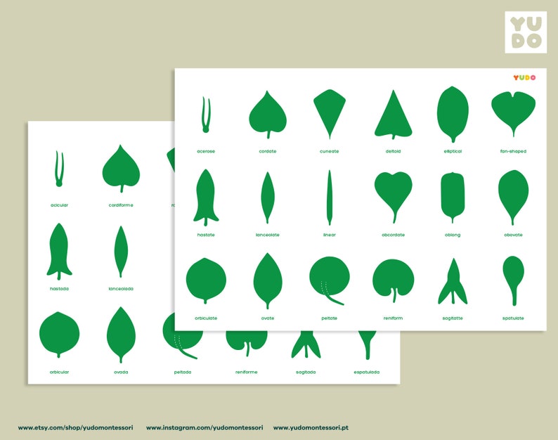 Botany Cabinet Control Chart and Cards, Botany BUNDLE, Leaf Anatomy ...