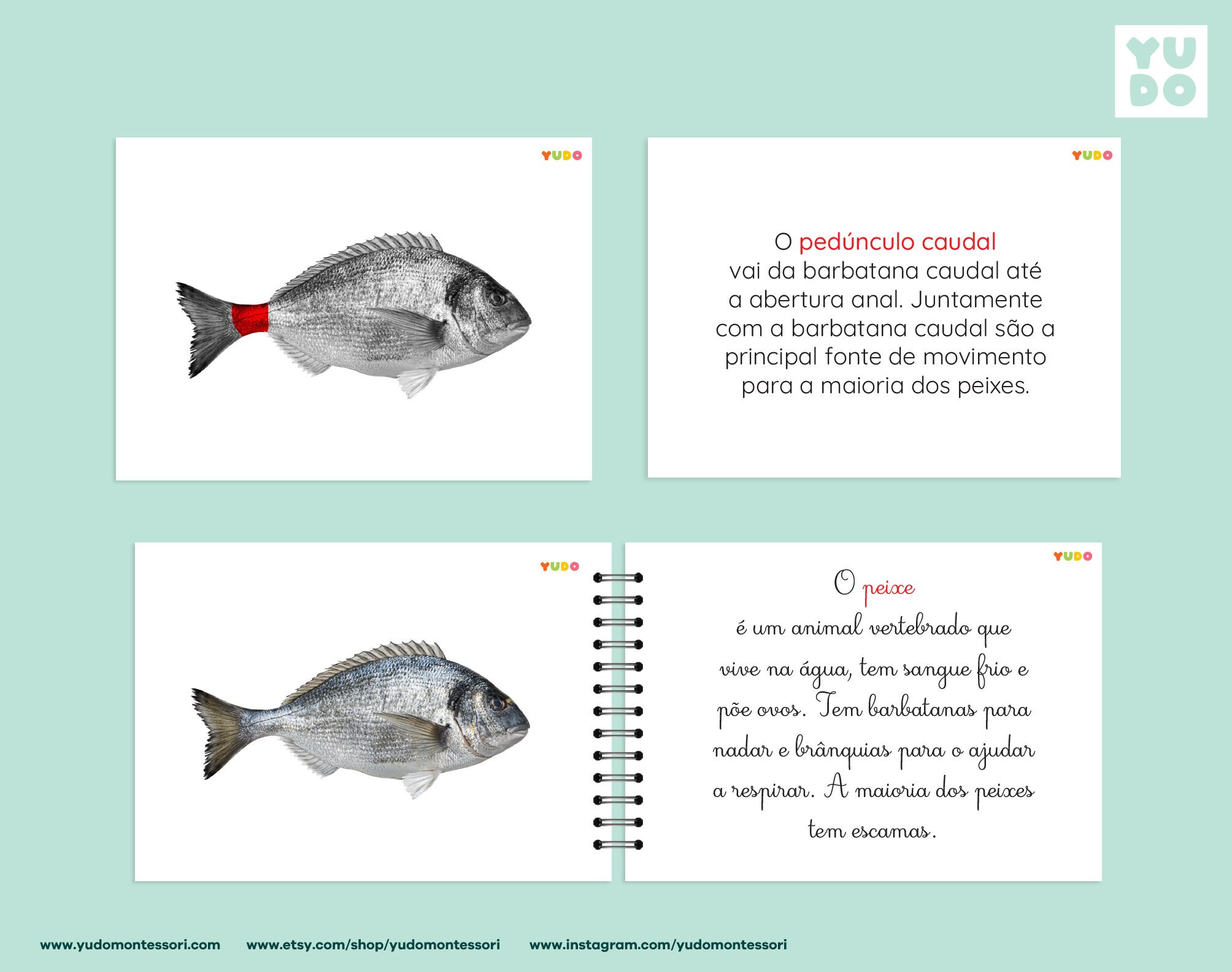 Fish Anatomy Nomenclature Book, Montessori Fish Zoology Unit Study ...
