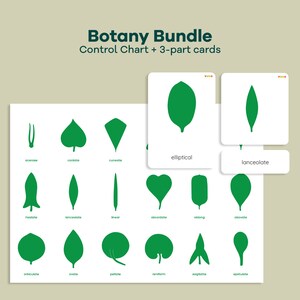 Botany Cabinet Control Chart and Cards, Botany BUNDLE, Leaf Anatomy ...