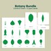 Botany Cabinet Control Chart and Cards, Botany BUNDLE, Leaf Anatomy ...