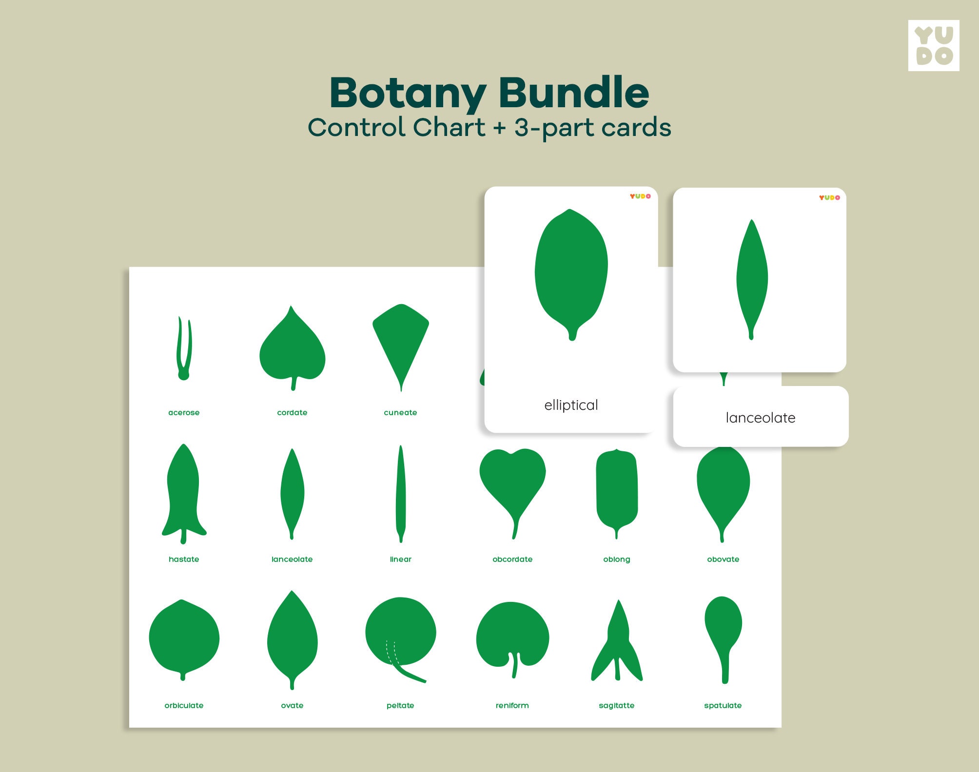 Botany Cabinet Control Chart and Cards, Botany BUNDLE, Leaf Anatomy ...