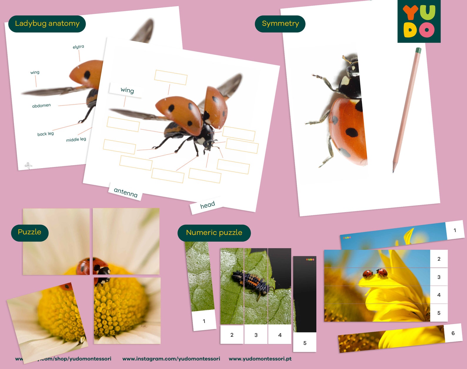 Montessori BUNDLE Activities for Kids, Ladybug Anatomy, Ladybug Life ...