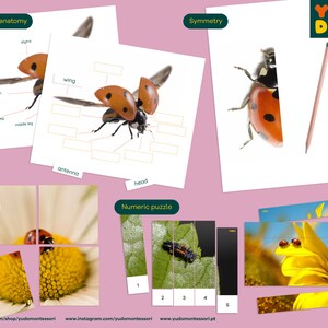 Montessori BUNDLE Activities for Kids, Ladybug Anatomy, Ladybug Life ...