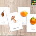 AUTUMN Vocabulary. FALL Elements. Montessori 3 Part Cards. Montessori ...