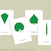Botany Cabinet Control Chart and Cards, Botany BUNDLE, Leaf Anatomy ...