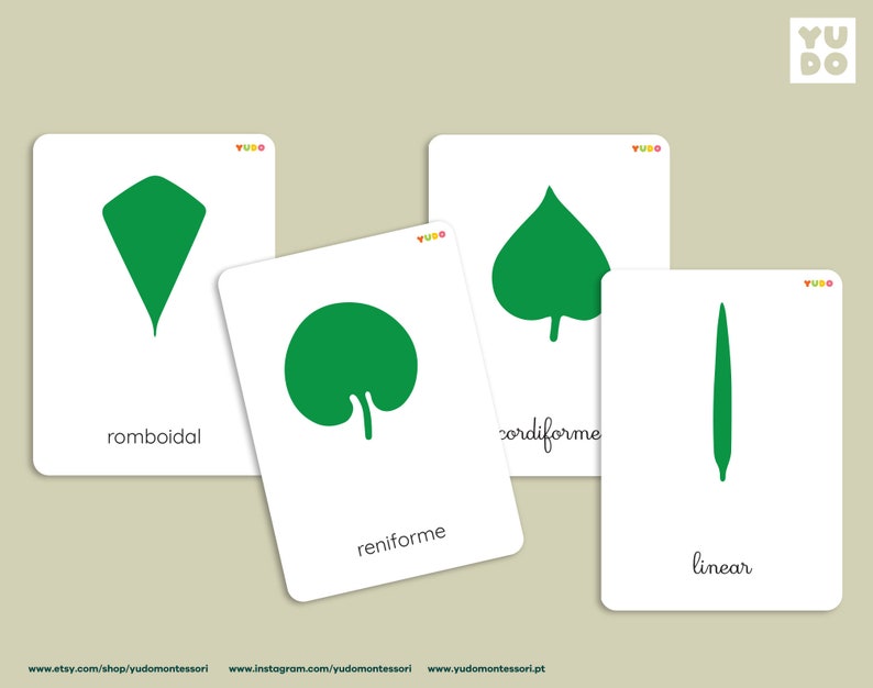 Botany Cabinet Control Chart and Cards, Botany BUNDLE, Leaf Anatomy ...