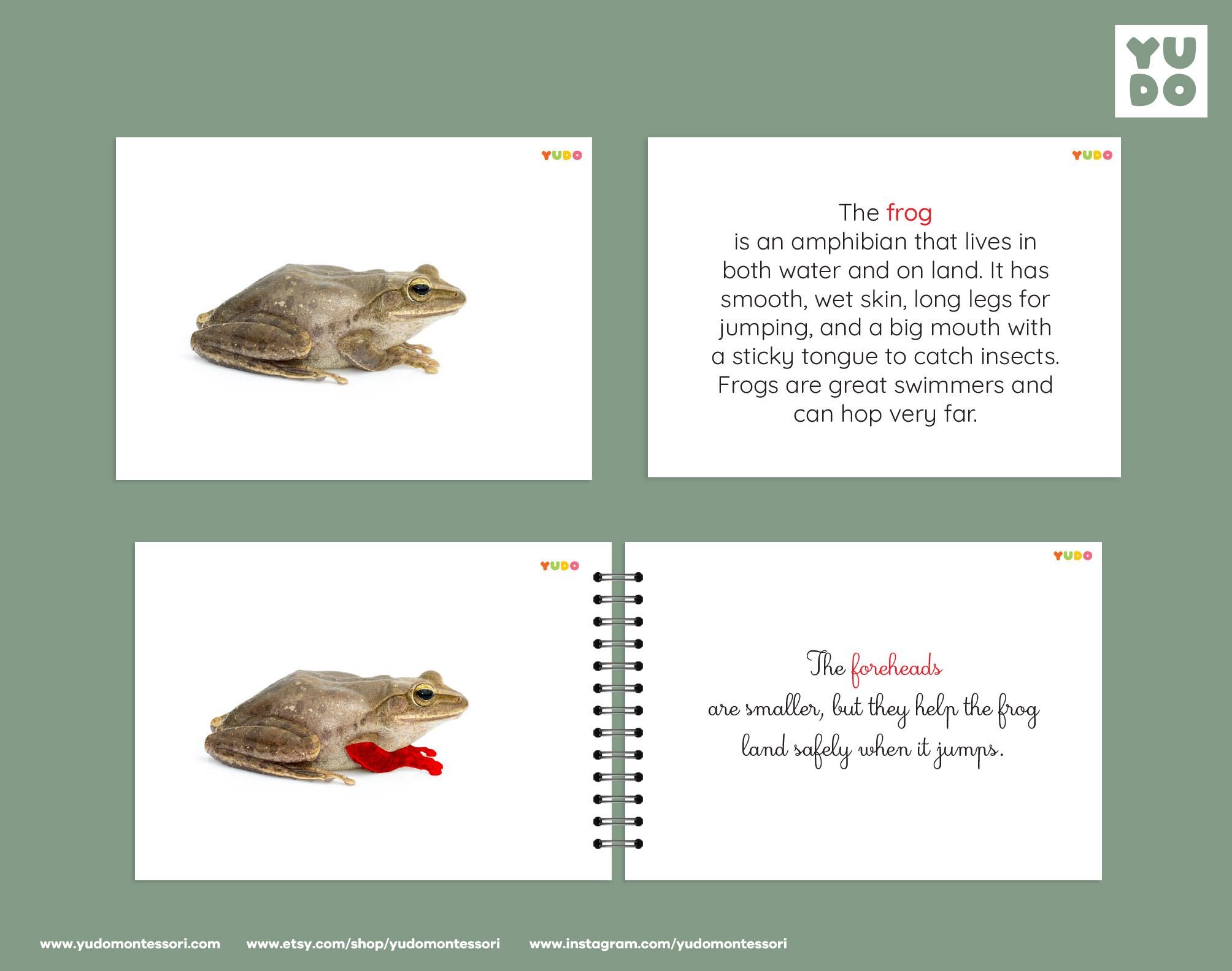 BUNDLE Part of the Frog Definition Cards and Booklet, Amphibians ...