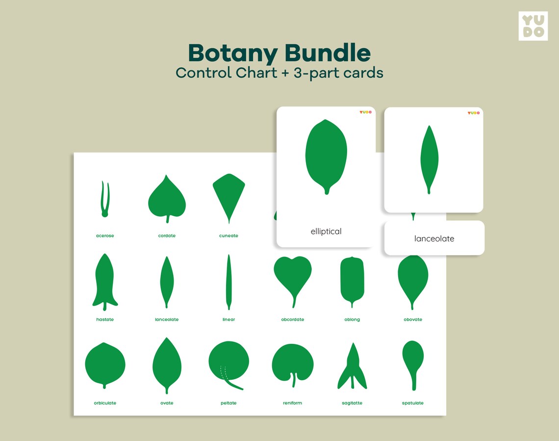 Montessori Leaf Shapes Control Chart, Montessori Botany Cabinet Cards ...